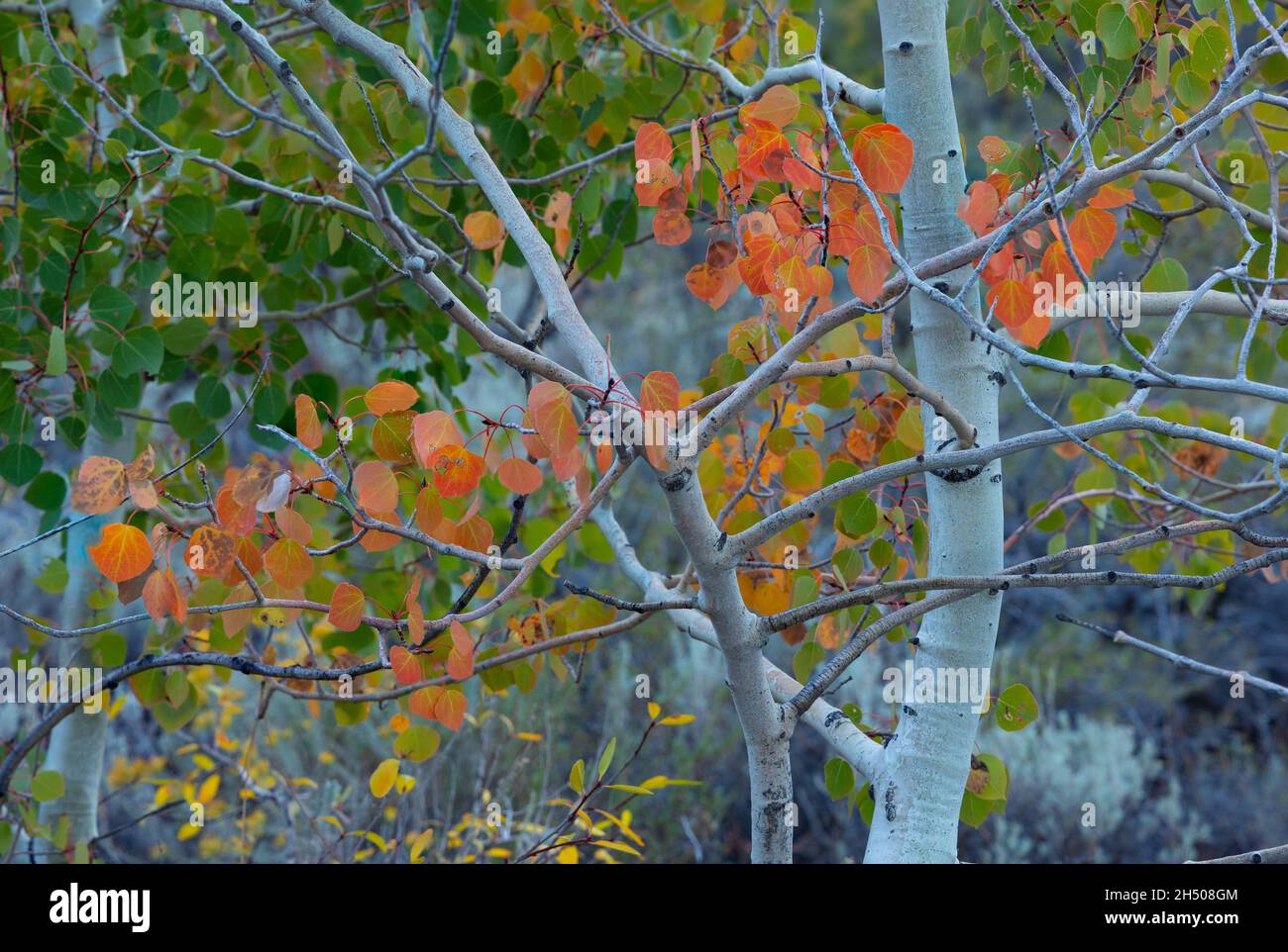 Aspens changing color in Lee Vining CA Stock Photo - Alamy Aspens changing color in Lee Vining CA Stock Photo - Alamy