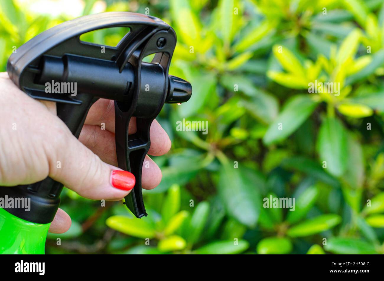 Spraying vegetables and garden plants with pesticides to protect ...