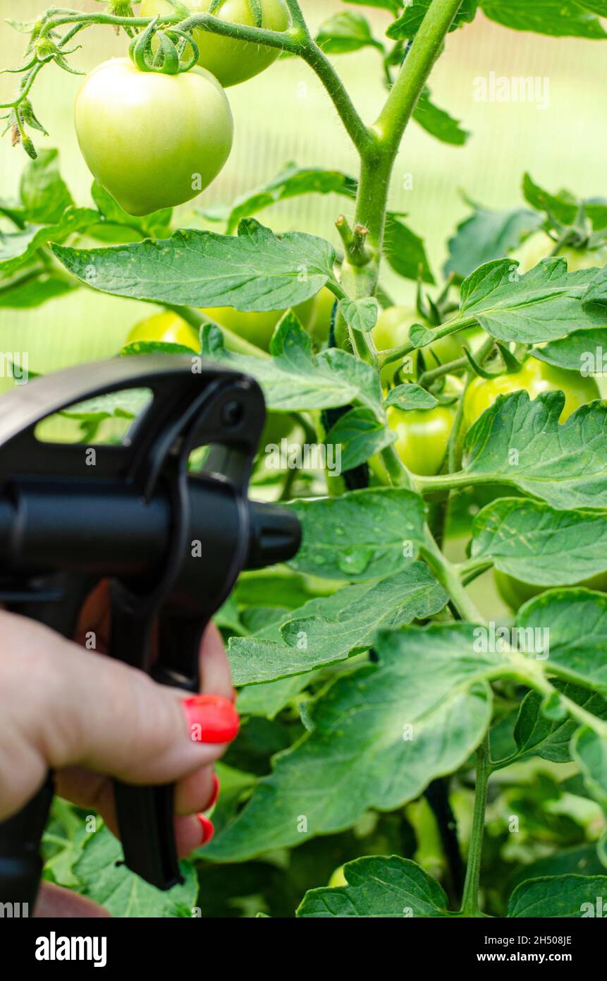 Spraying vegetables and garden plants with pesticides to protect ...
