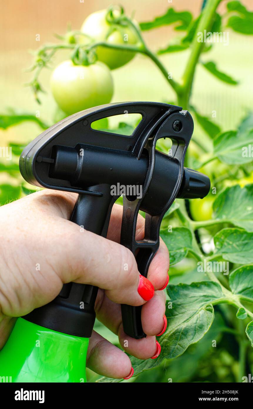 Spraying vegetables and garden plants with pesticides to protect ...