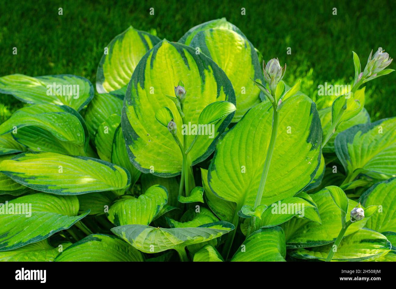 Leaves and flowers garden hosta plants. Studio Photo Stock Photo - Alamy