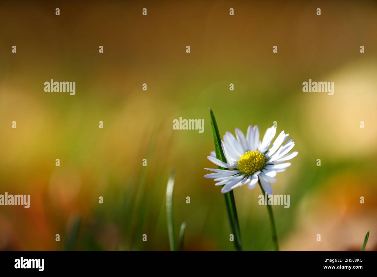 Close up daisy hi-res stock photography and images - Alamy
