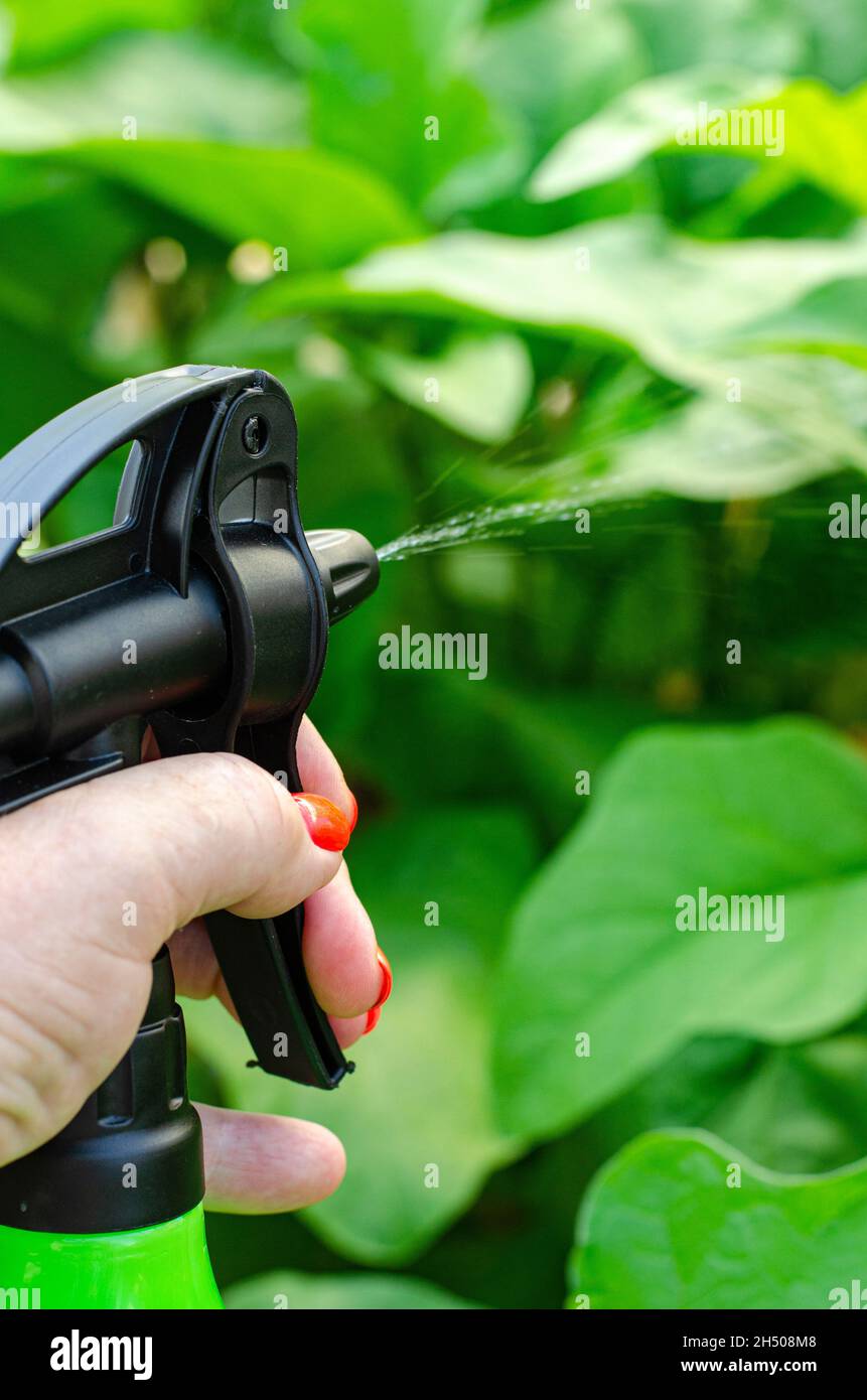 Spraying vegetables and garden plants with pesticides to protect ...
