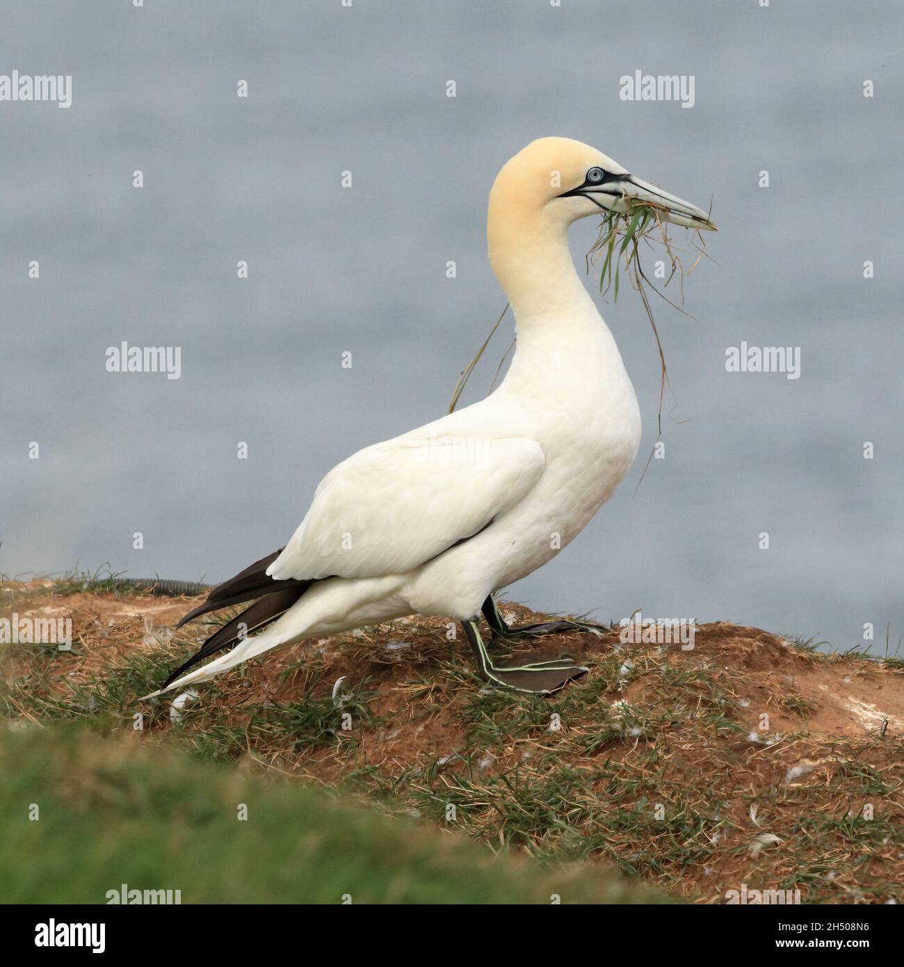 North Atlantic Gannet (Morus Bassanus Stock Photo - Alamy