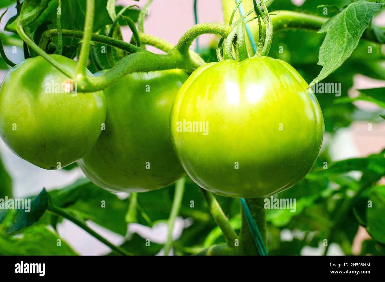 Green unripe tomatoes grow on bushes in greenhouse. Studio Photo Stock ...