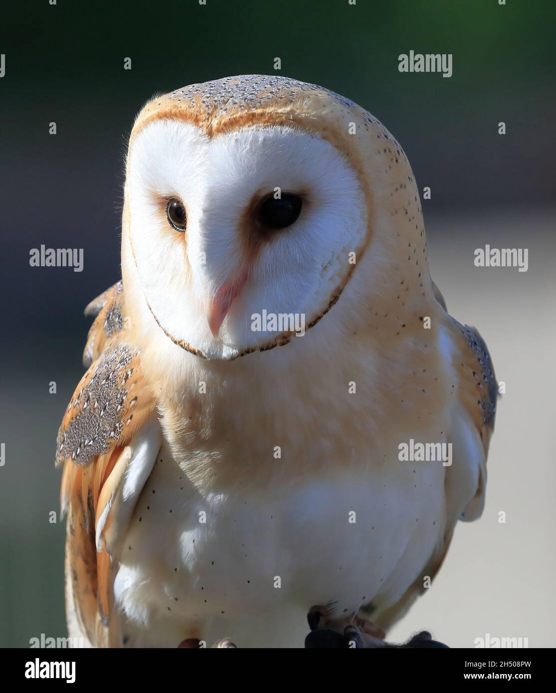 English barn owl prey hi-res stock photography and images - Alamy
