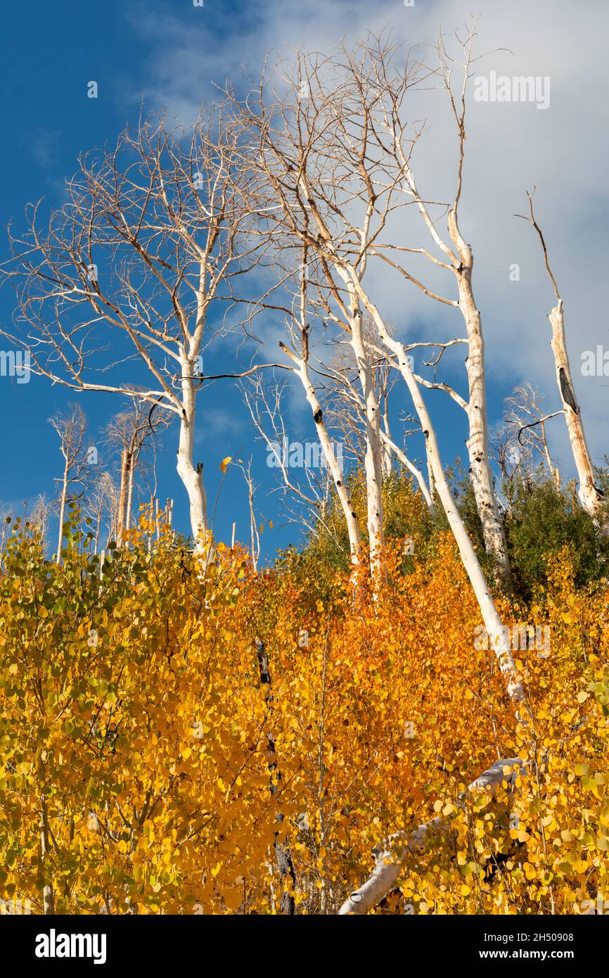 New grove of yellow aspens as fire damaged aspens loom above Stock ...