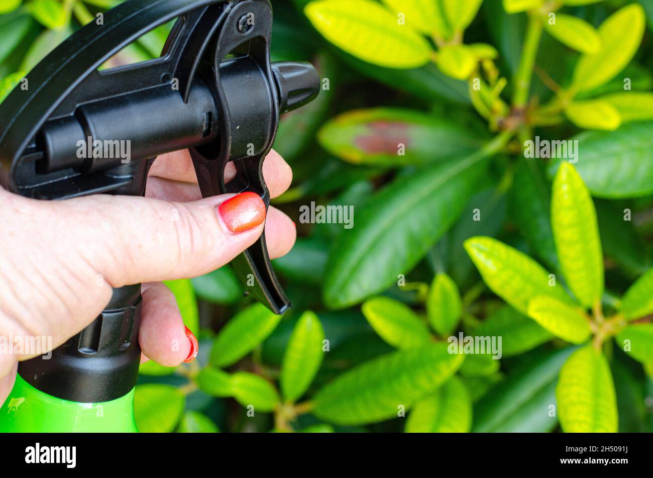 Spraying vegetables and garden plants with pesticides to protect ...