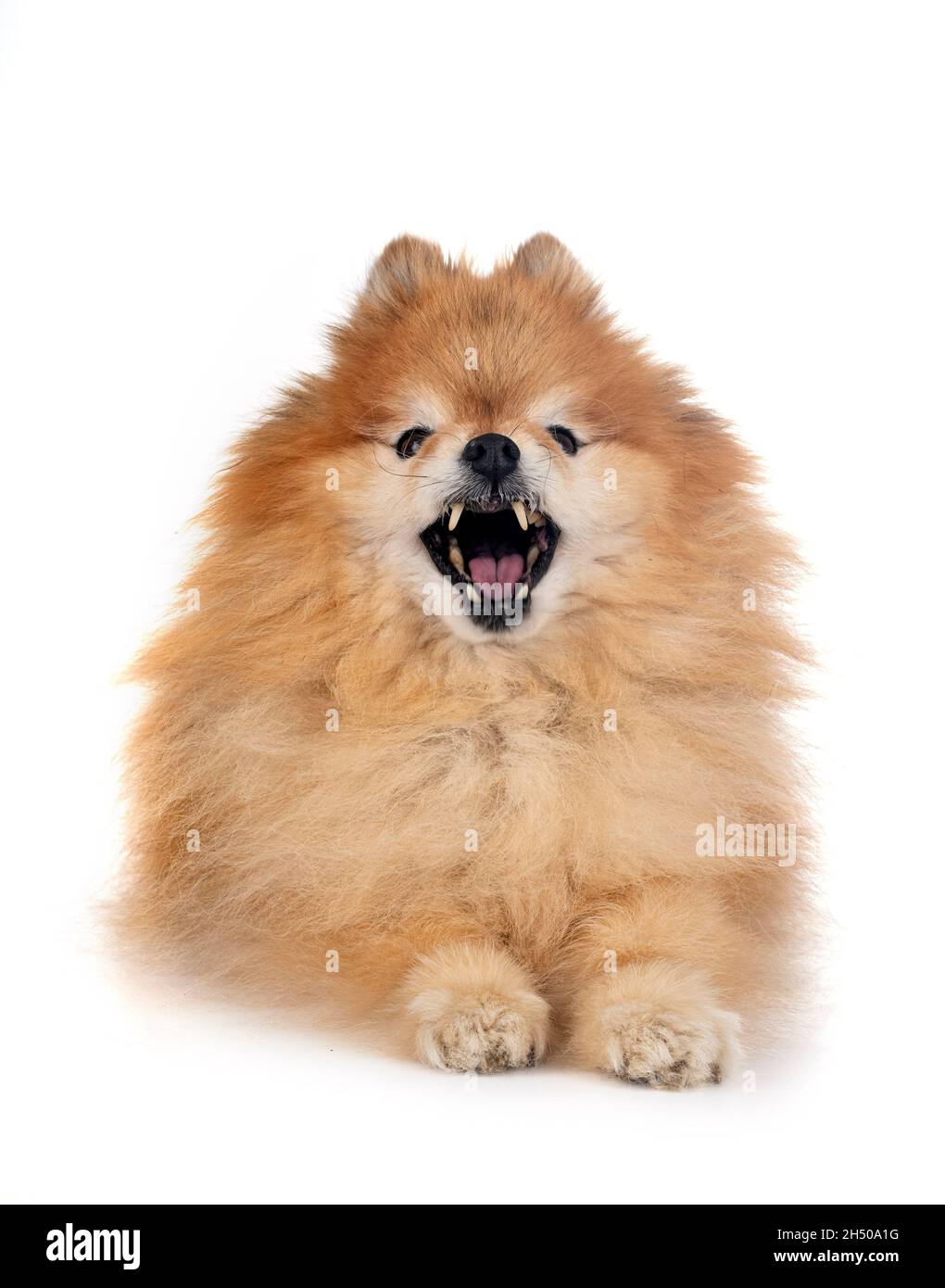 brown pomeranian in front of white background Stock Photo - Alamy