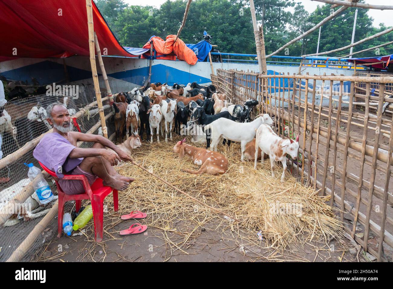 Sale of goats hi-res stock photography and images - Alamy