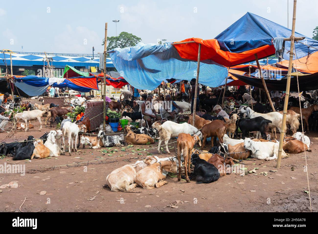 Sale of goats hi-res stock photography and images - Alamy