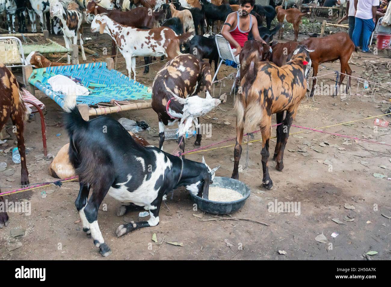 Sale of goats hi-res stock photography and images - Alamy