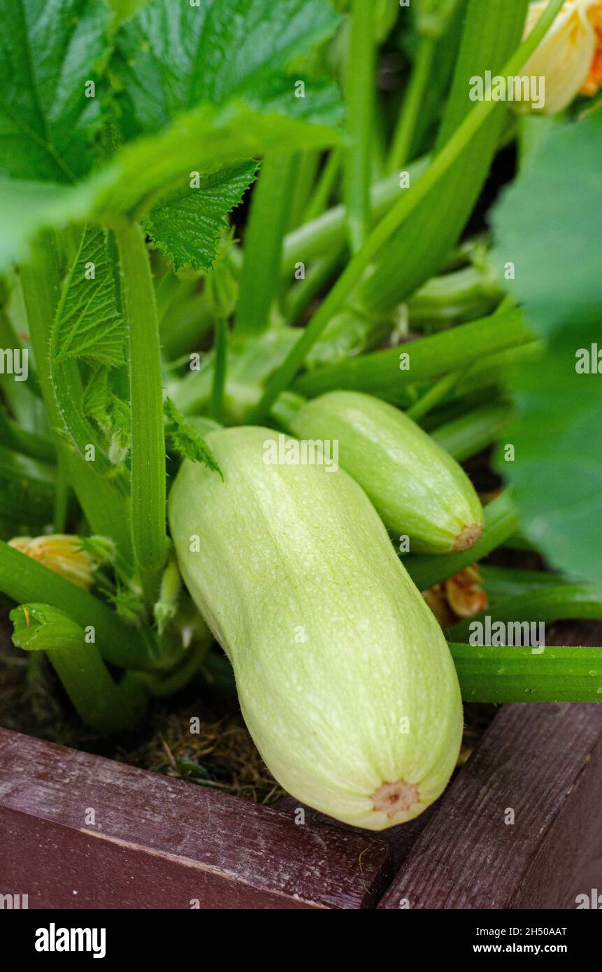 Young zucchini growing on bush. Studio Photo Stock Photo - Alamy