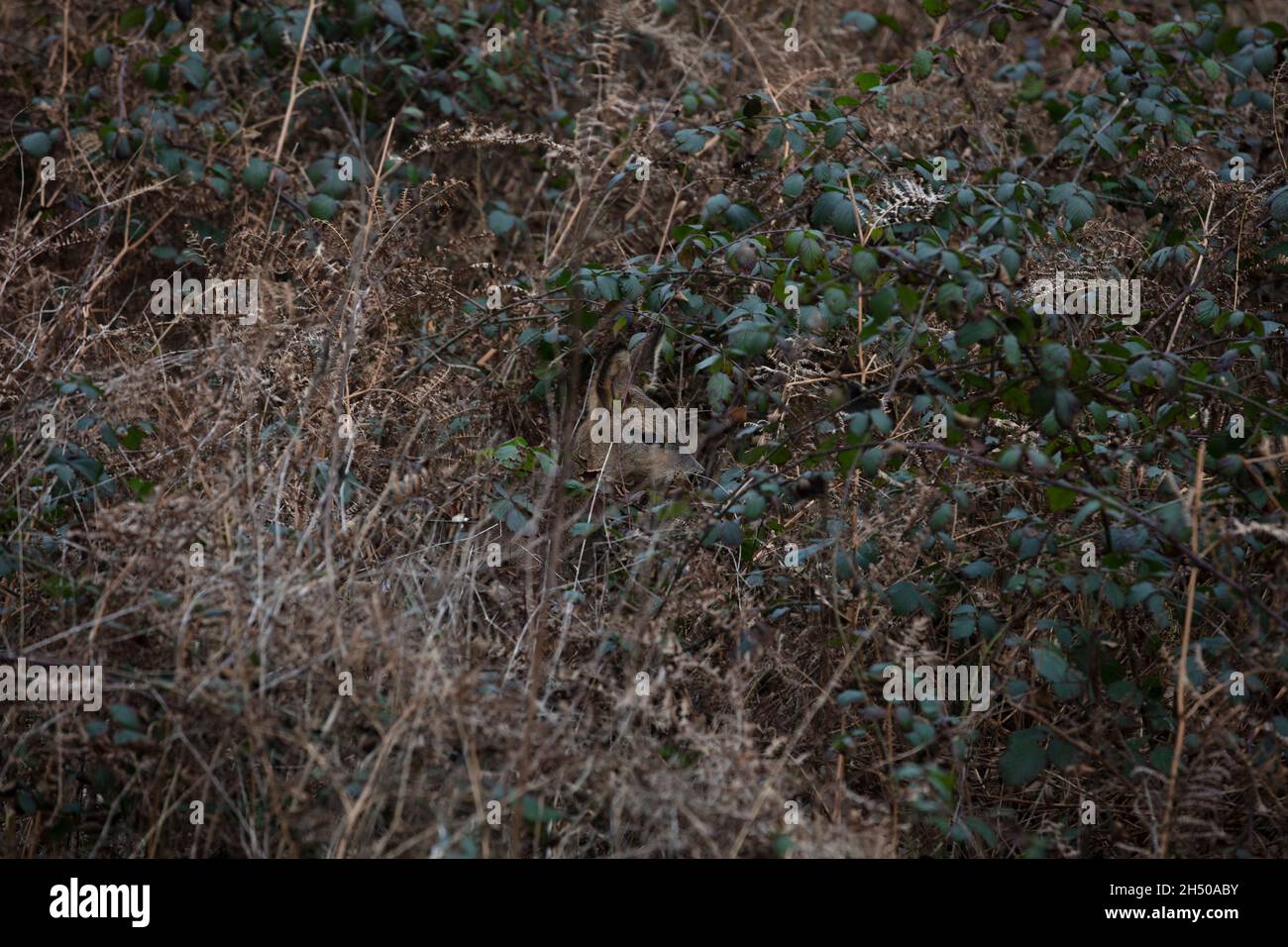 Fawn Hiding Grass High Resolution Stock Photography and Images - Alamy