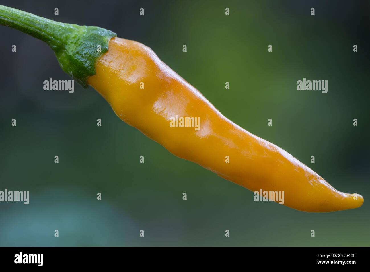Closeup of an orange chili pepper hanging from a branch Stock Photo - Alamy