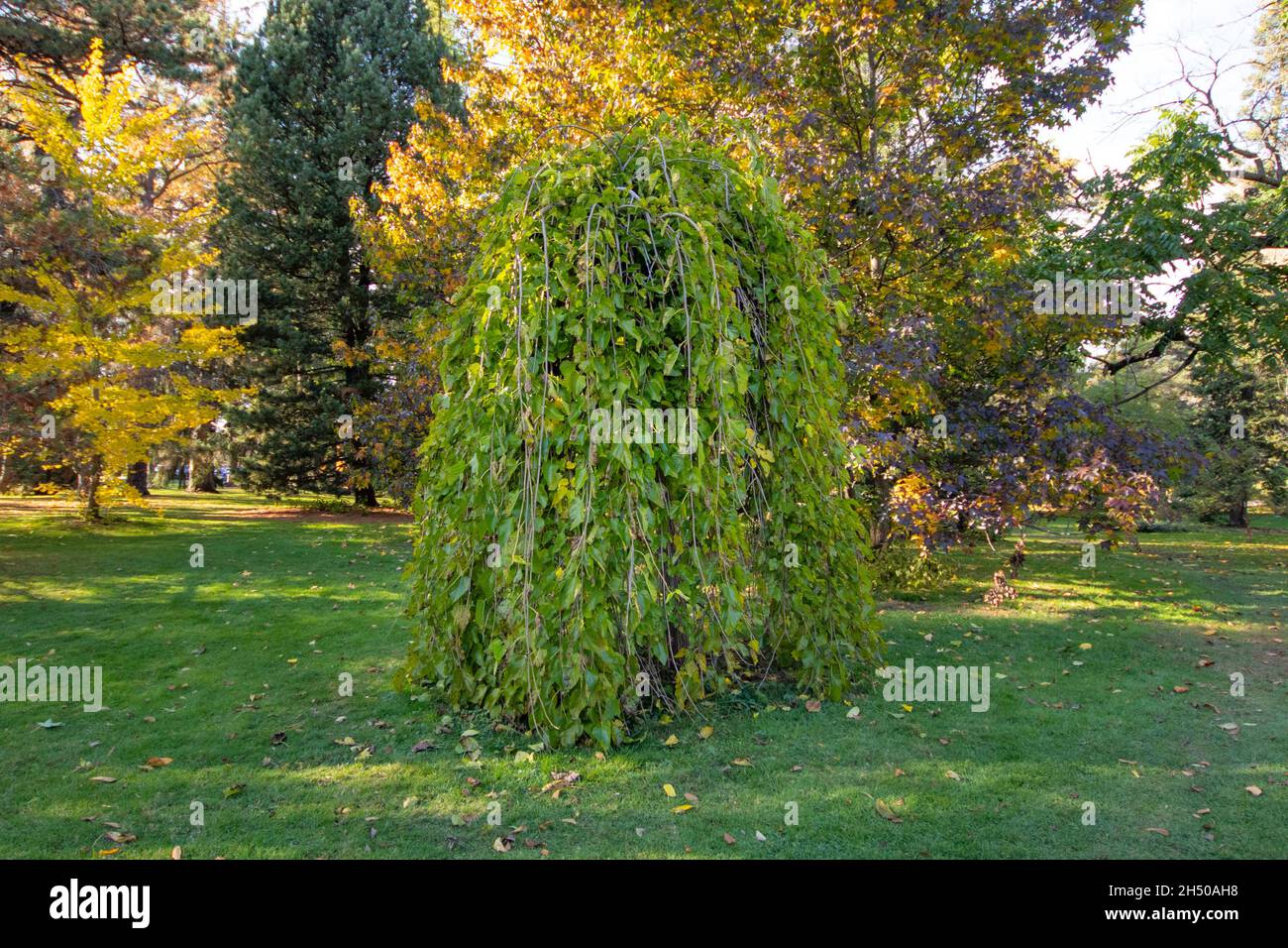 Small green tree with long vines of leaves Stock Photo - Alamy