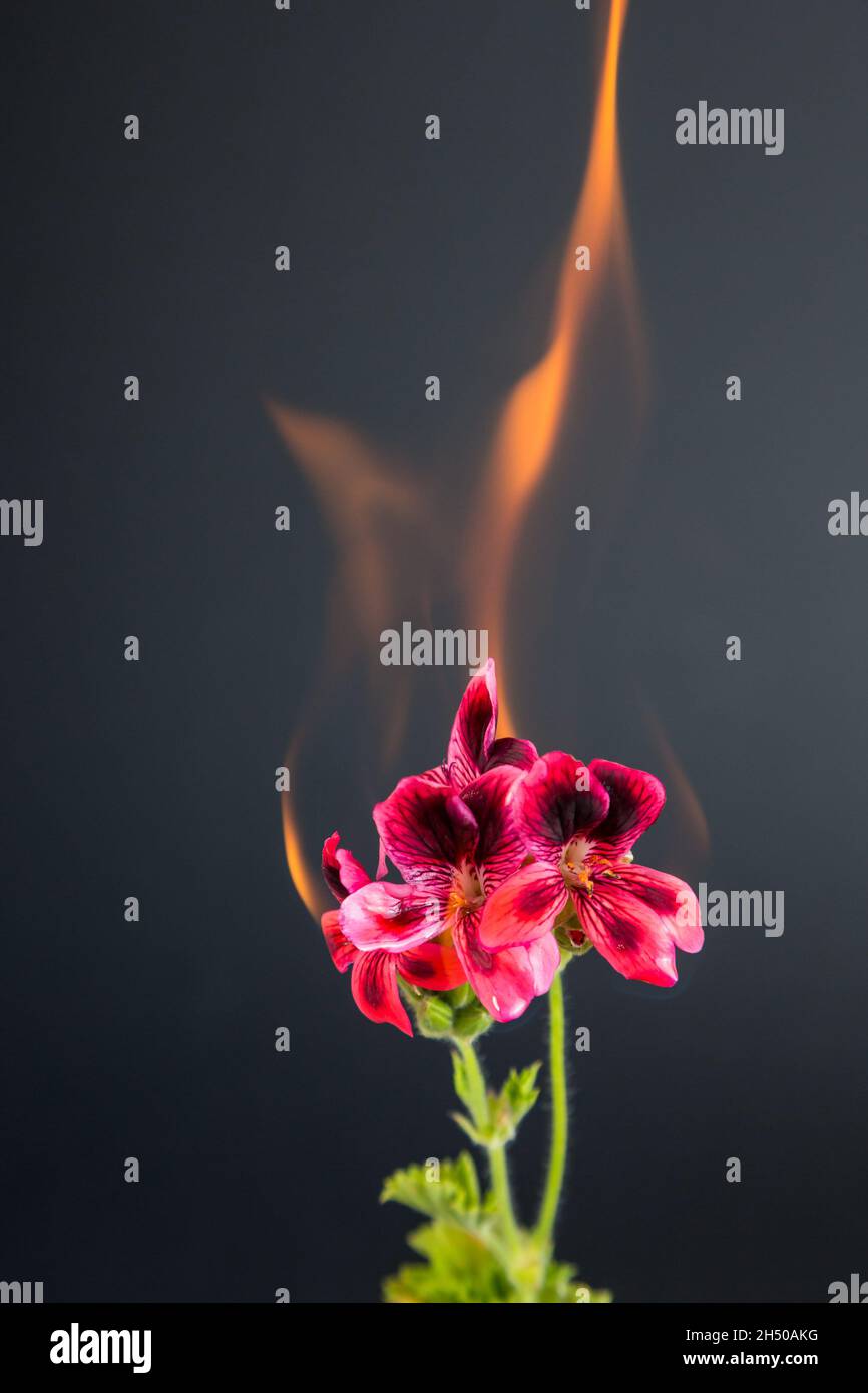 Vertical closeup of red flowers on fire isolated on dark background ...