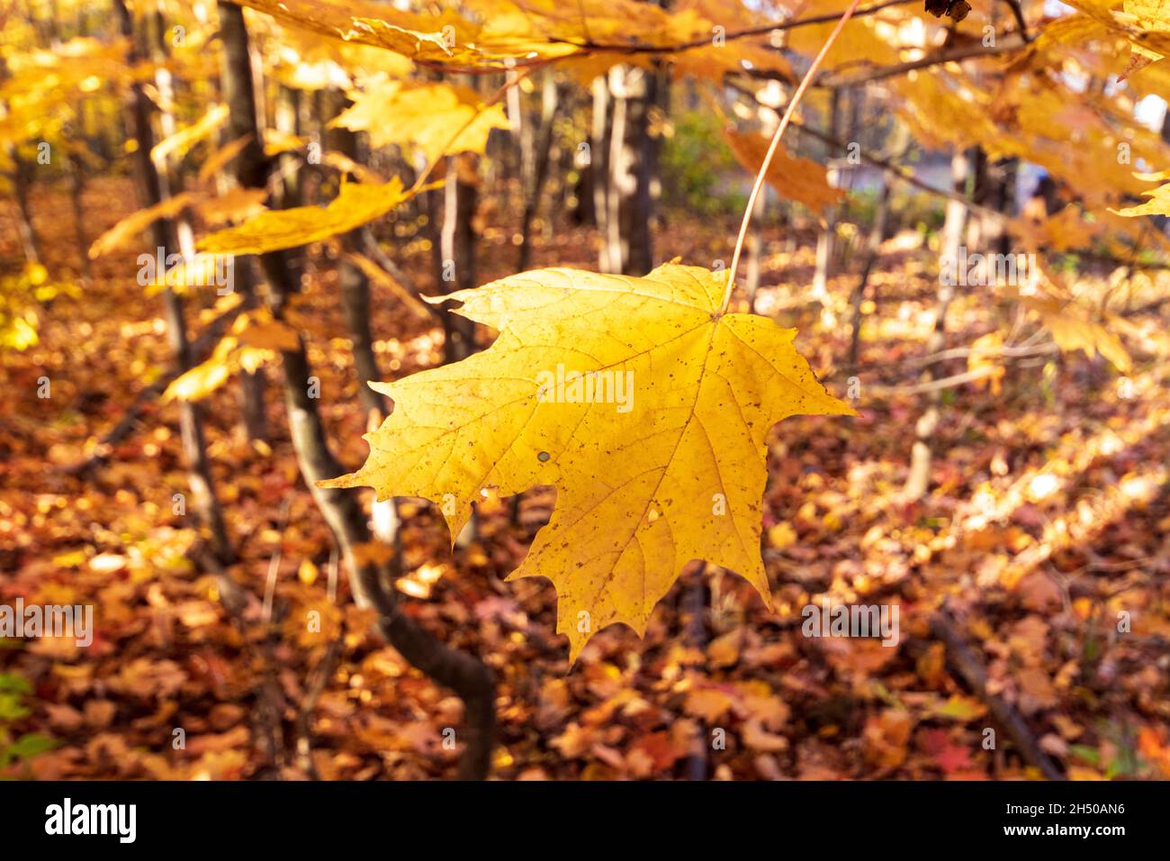 Golden maple leaf hi-res stock photography and images - Alamy