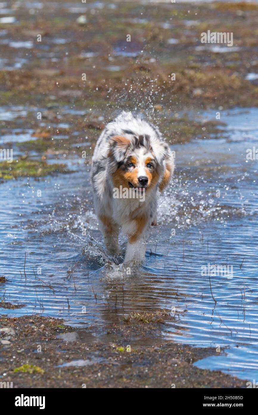 blue merle Australian shepherd puppy dog runs on the shore of the ...