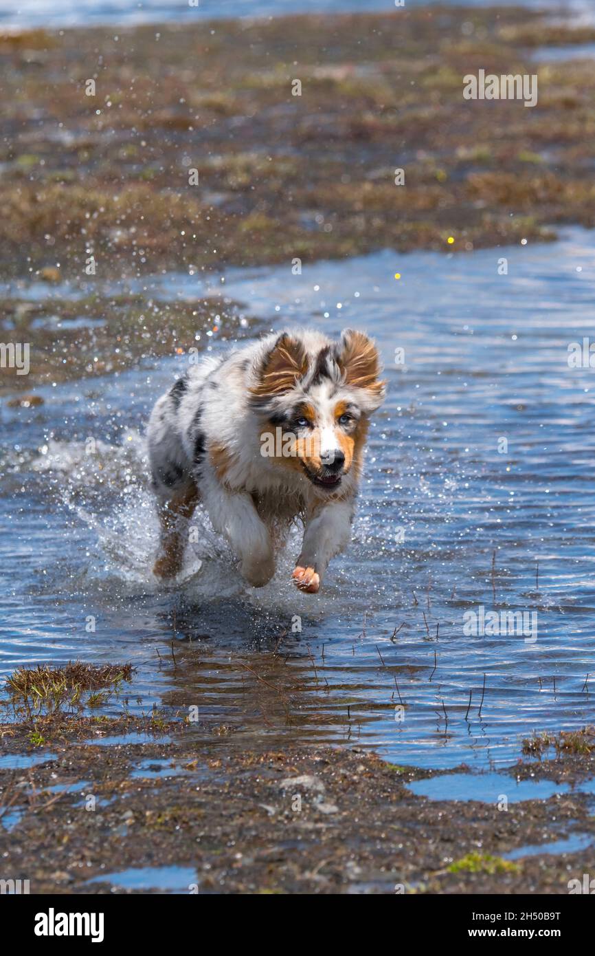 blue merle Australian shepherd puppy dog runs on the shore of the ...
