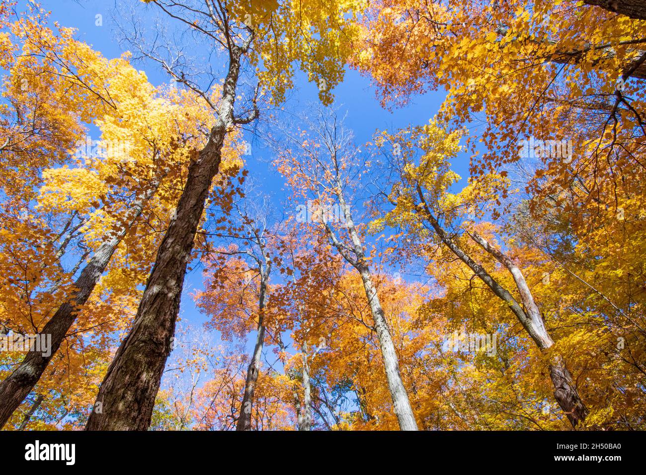 Brightly coloured leaves on trees in autumn with a bright blue sky ...