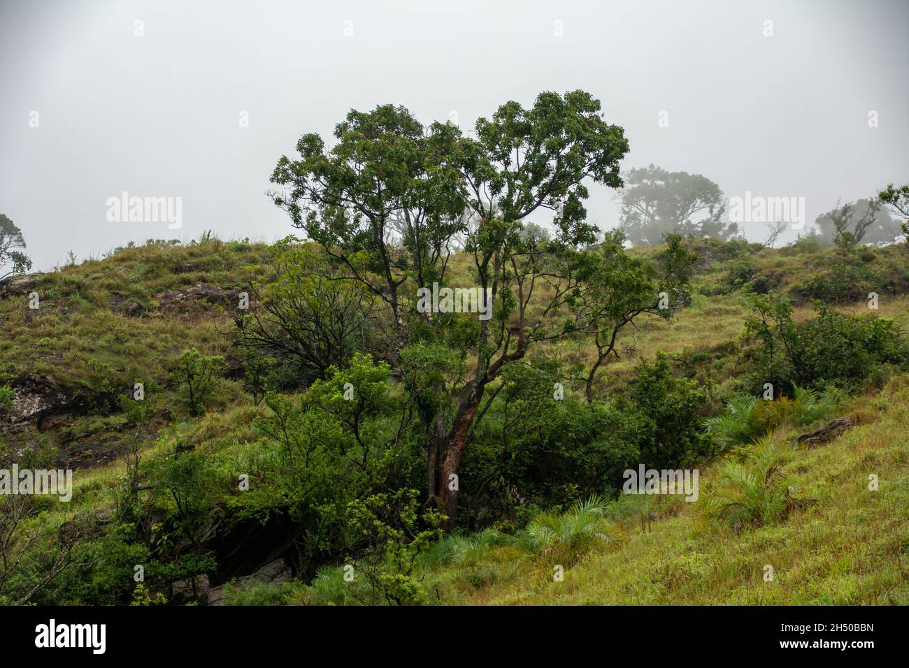 Scenic view of a tree with crawling branches surrounded by lush nature ...