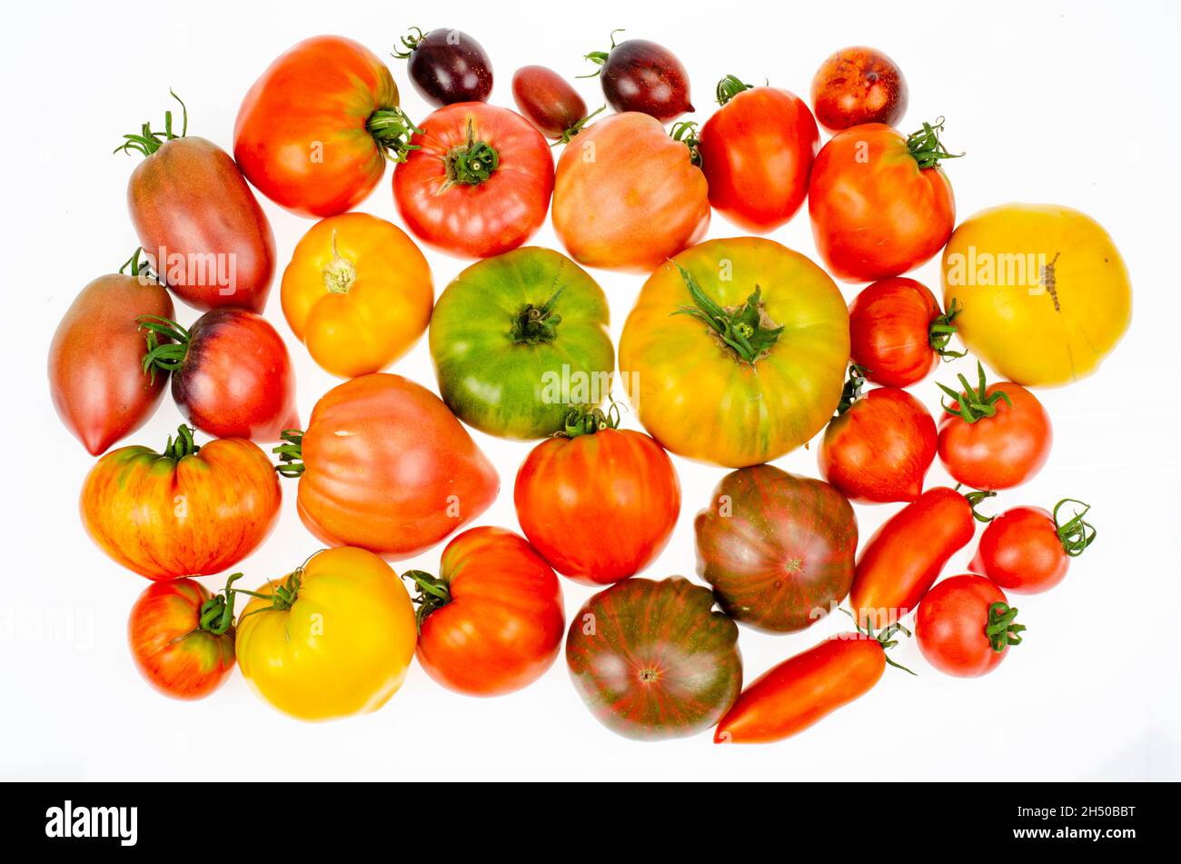 Colored tomatoes of different varieties on white background. Studio ...