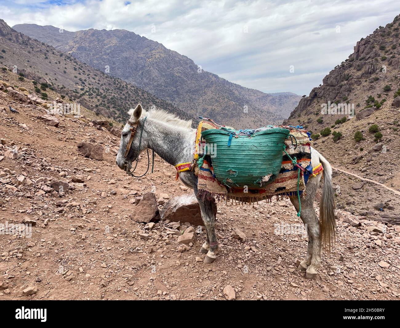 Donkey carrying luggage hi-res stock photography and images - Alamy