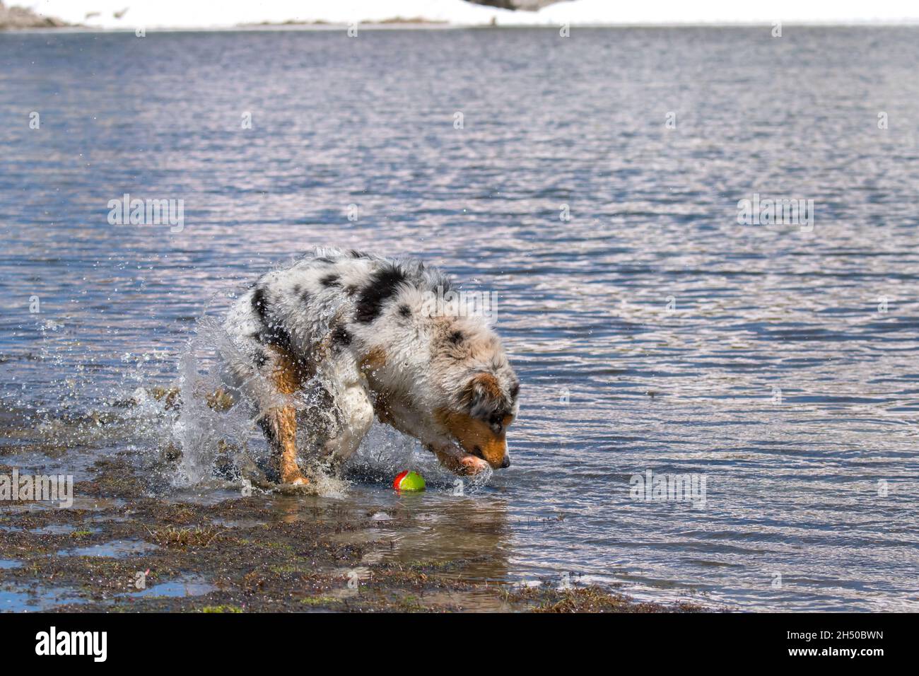 blue merle Australian shepherd puppy dog runs on the shore of the ...