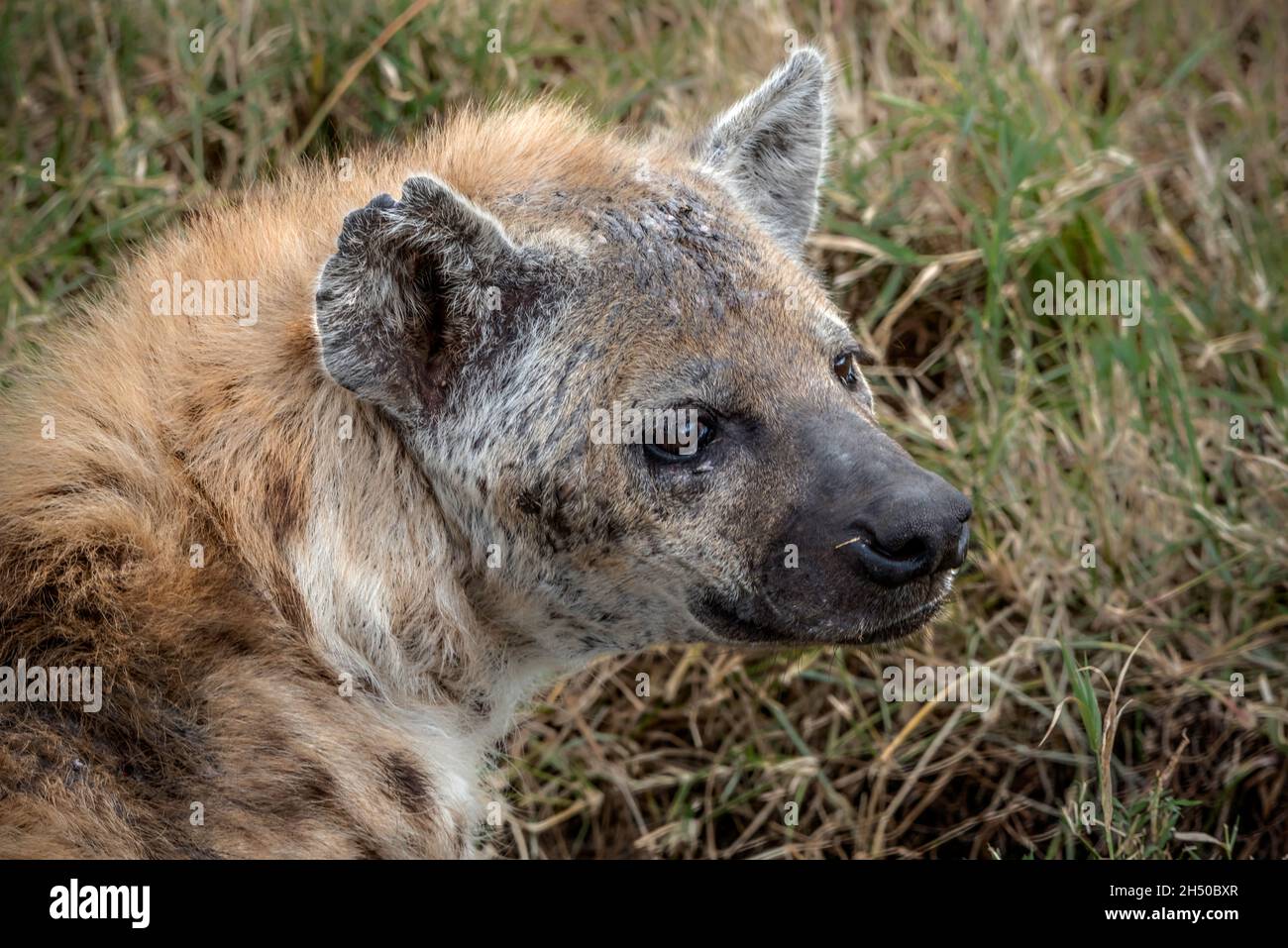 Portrait of a Hyena Stock Photo - Alamy