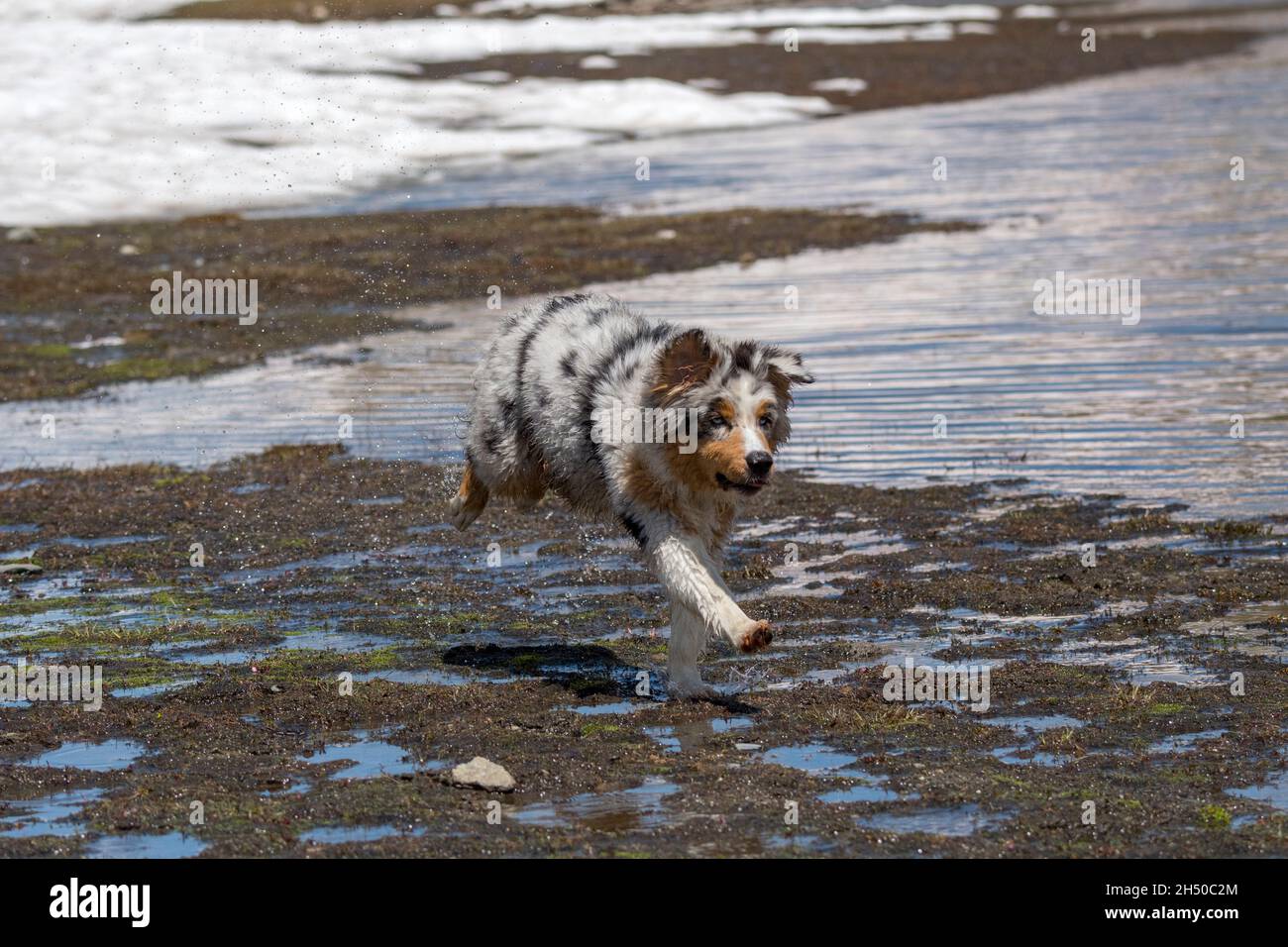 blue merle Australian shepherd puppy dog runs on the shore of the ...