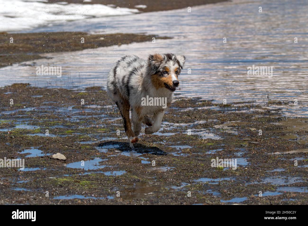 blue merle Australian shepherd puppy dog runs on the shore of the ...
