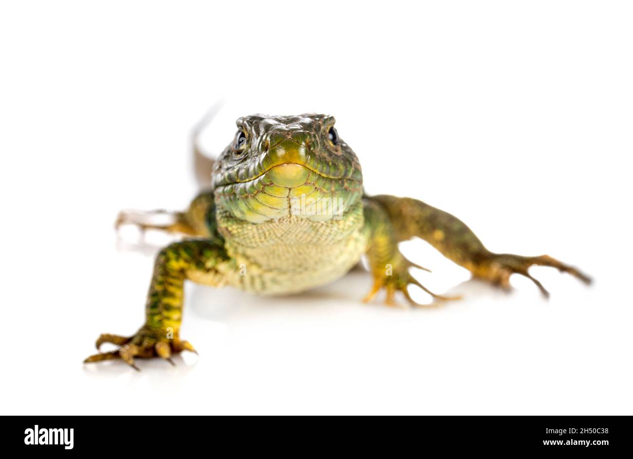 Western green lizard in front of white background Stock Photo - Alamy