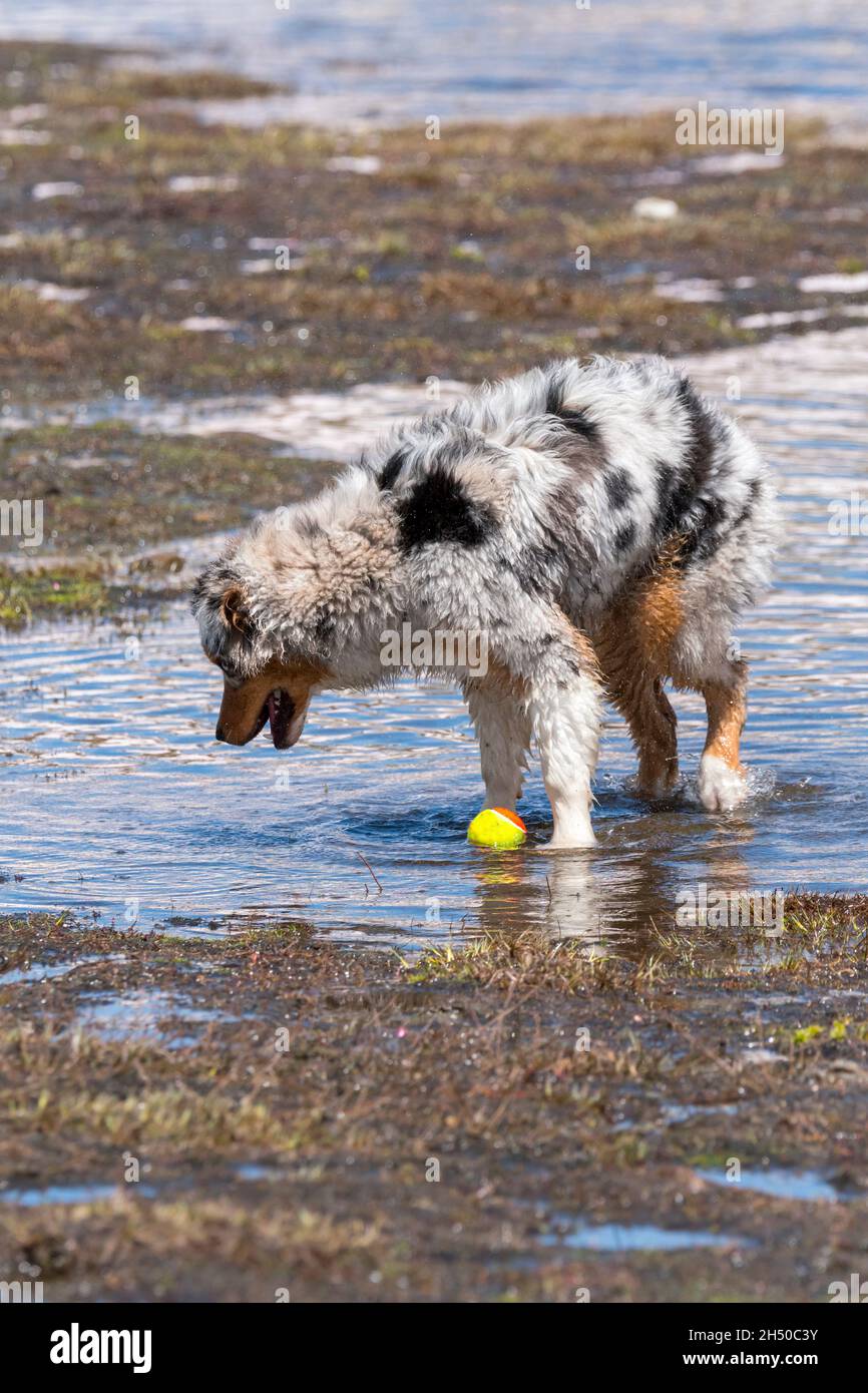 blue merle Australian shepherd puppy dog runs on the shore of the ...