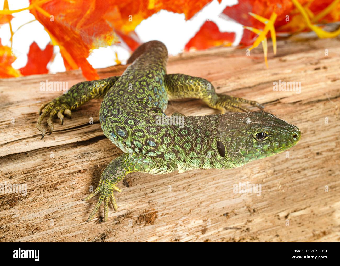 Western green lizard in front of white background Stock Photo - Alamy