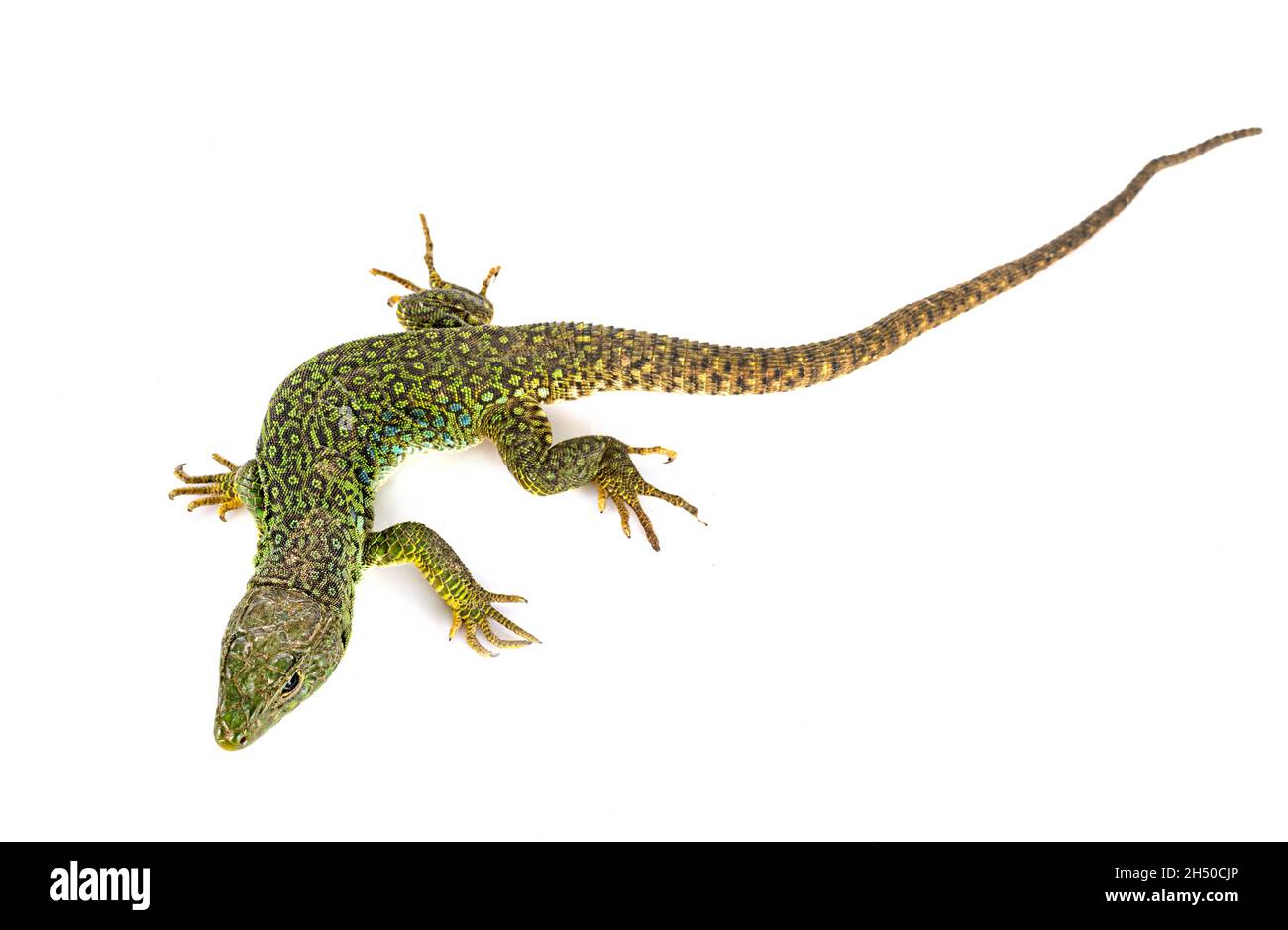 Western green lizard in front of white background Stock Photo - Alamy