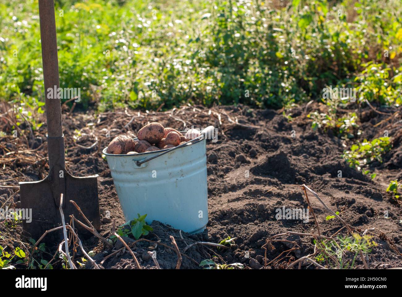 Freshly picked potato tubers in the bucket at field with spade aside ...