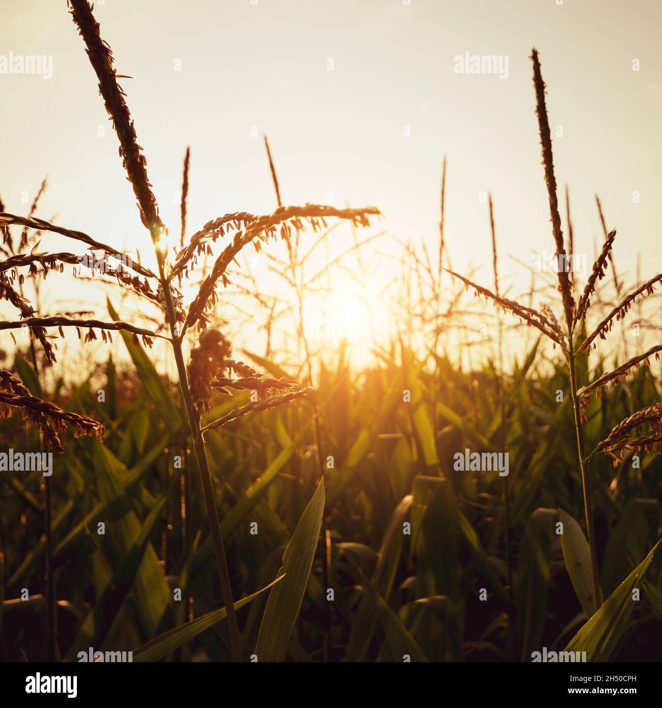 Maize corn green field summer time at sunset. Agriculture industrial ...