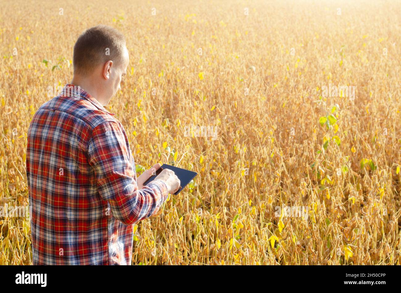 Caucasian middle age farmer uses tablet computer for inspecting soy at ...