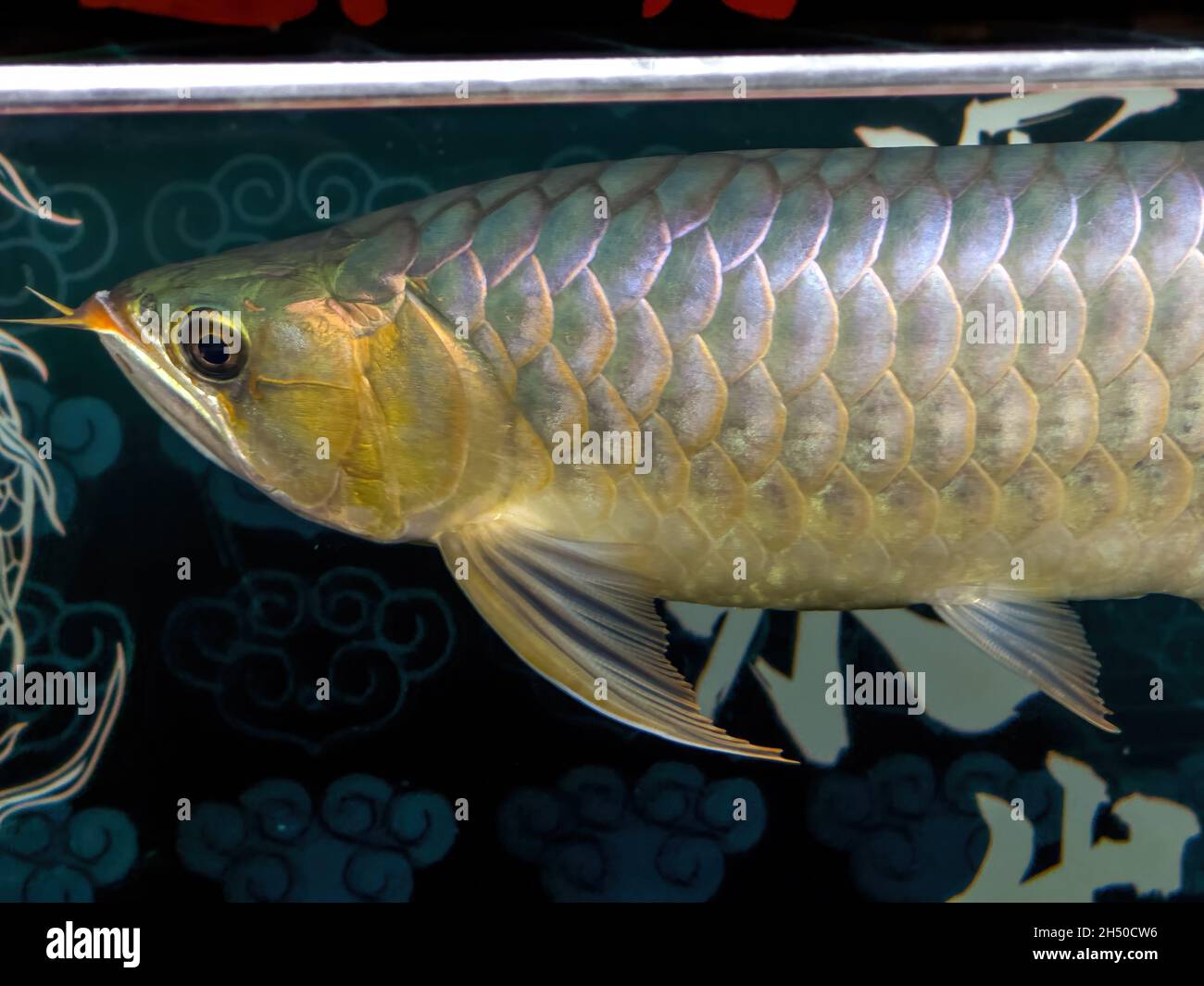 A close-up of a large reared arowana in a fish tank. Translation: The ...