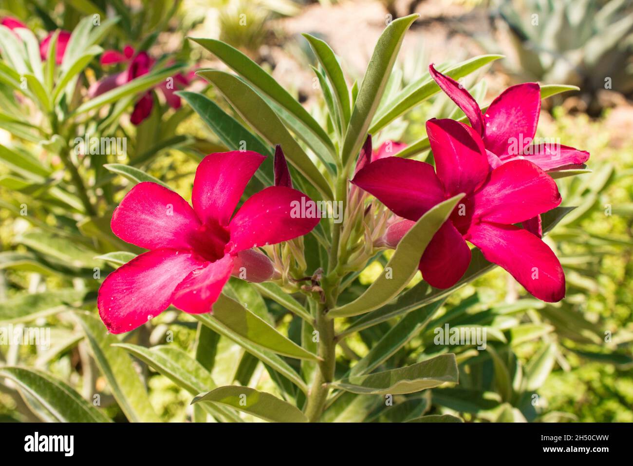 red oleander flower in desert in Arizona Stock Photo - Alamy