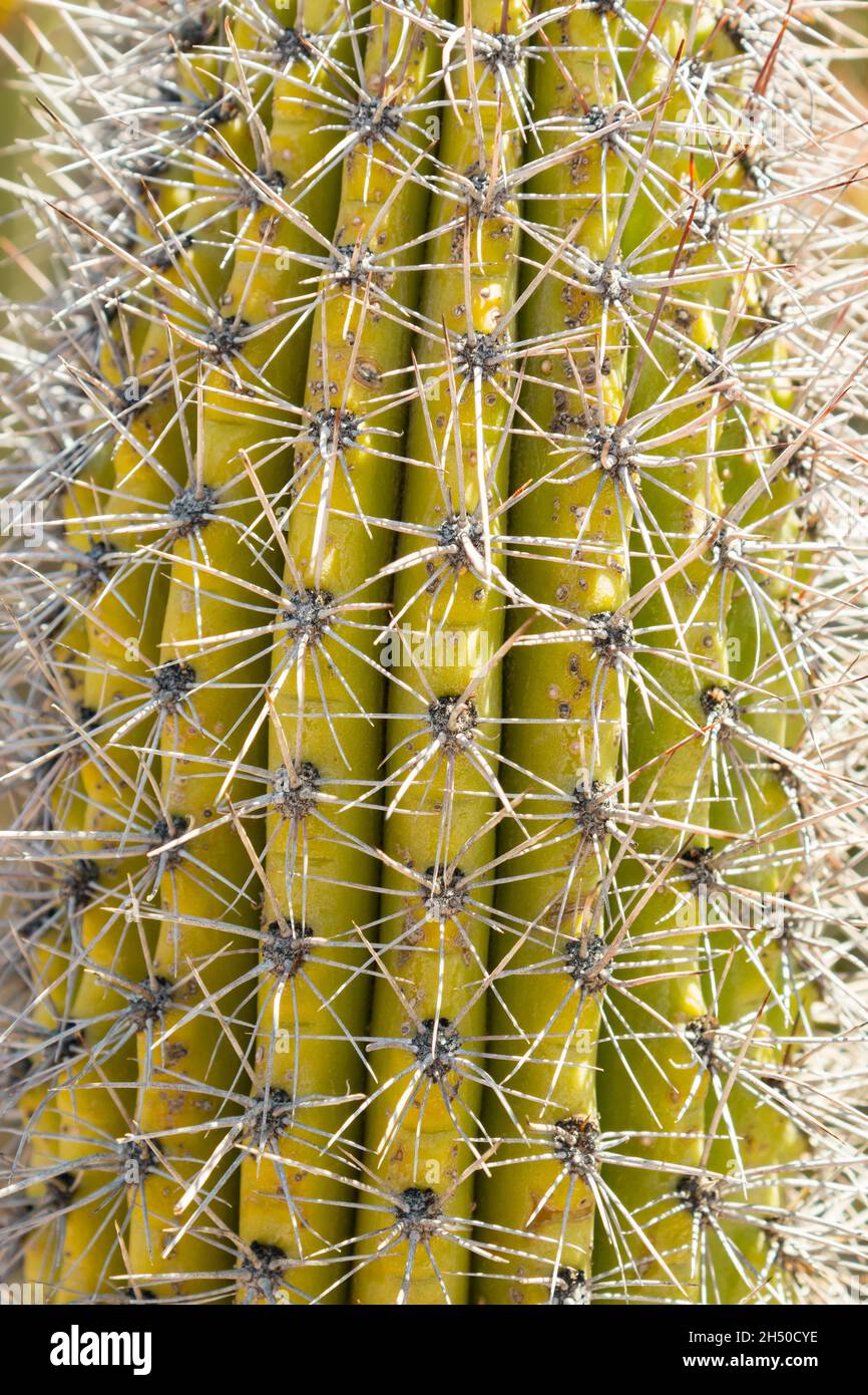 cacti in desert near Phoenix Arizona Stock Photo - Alamy