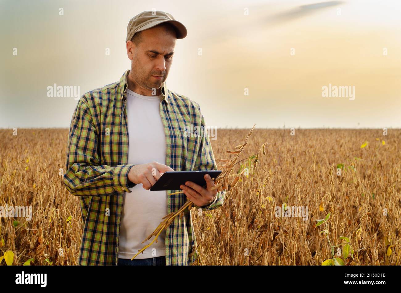 Caucasian middle age farmer uses tablet computer for inspecting soy at ...