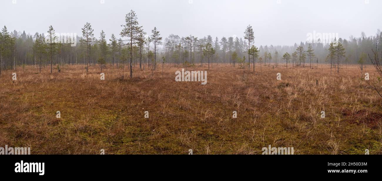 Swamp fog hi-res stock photography and images - Alamy