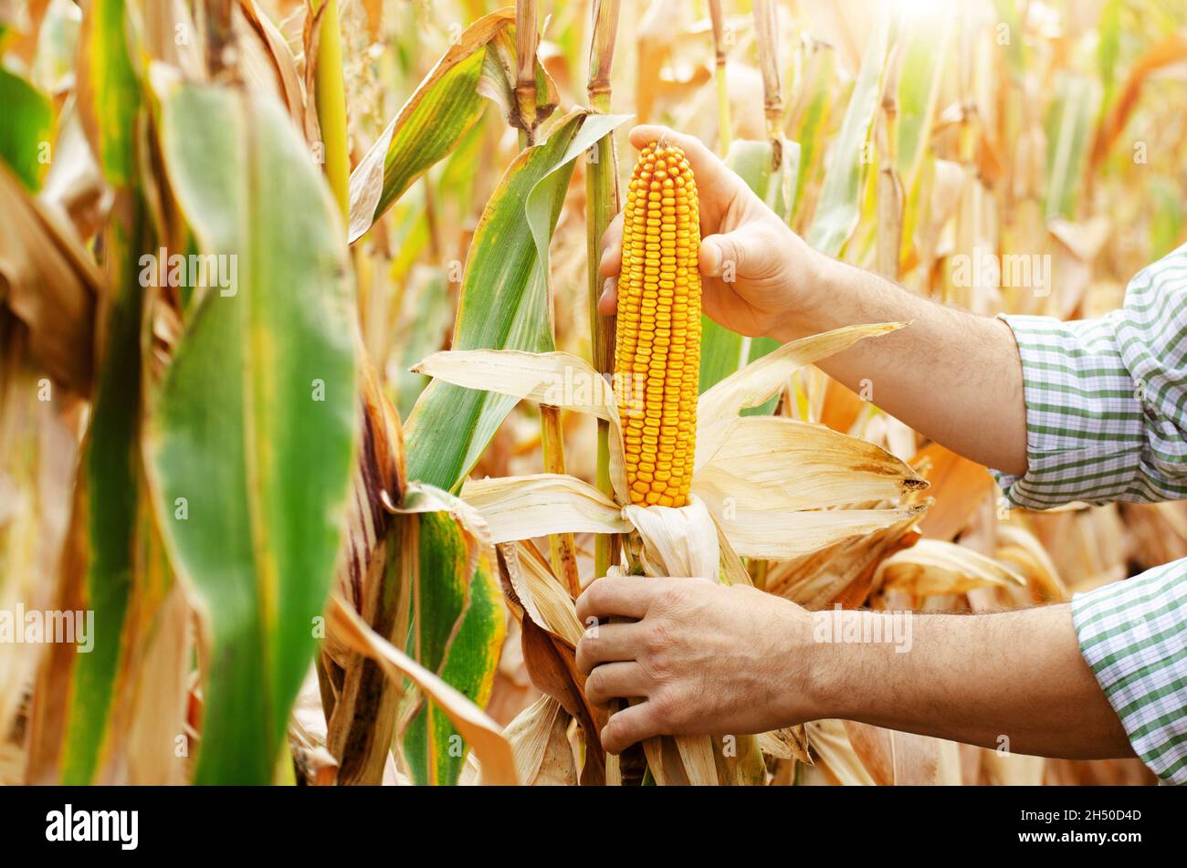 Peeled dry maize corn cobs on corn stalks in farmer's hand Stock Photo ...