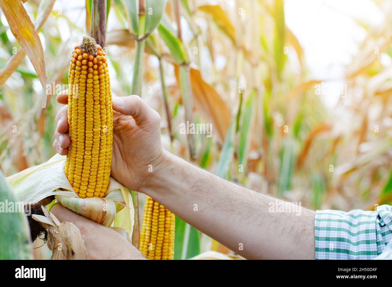 Peeled dry maize corn cobs on corn stalks in farmer's hand Stock Photo ...