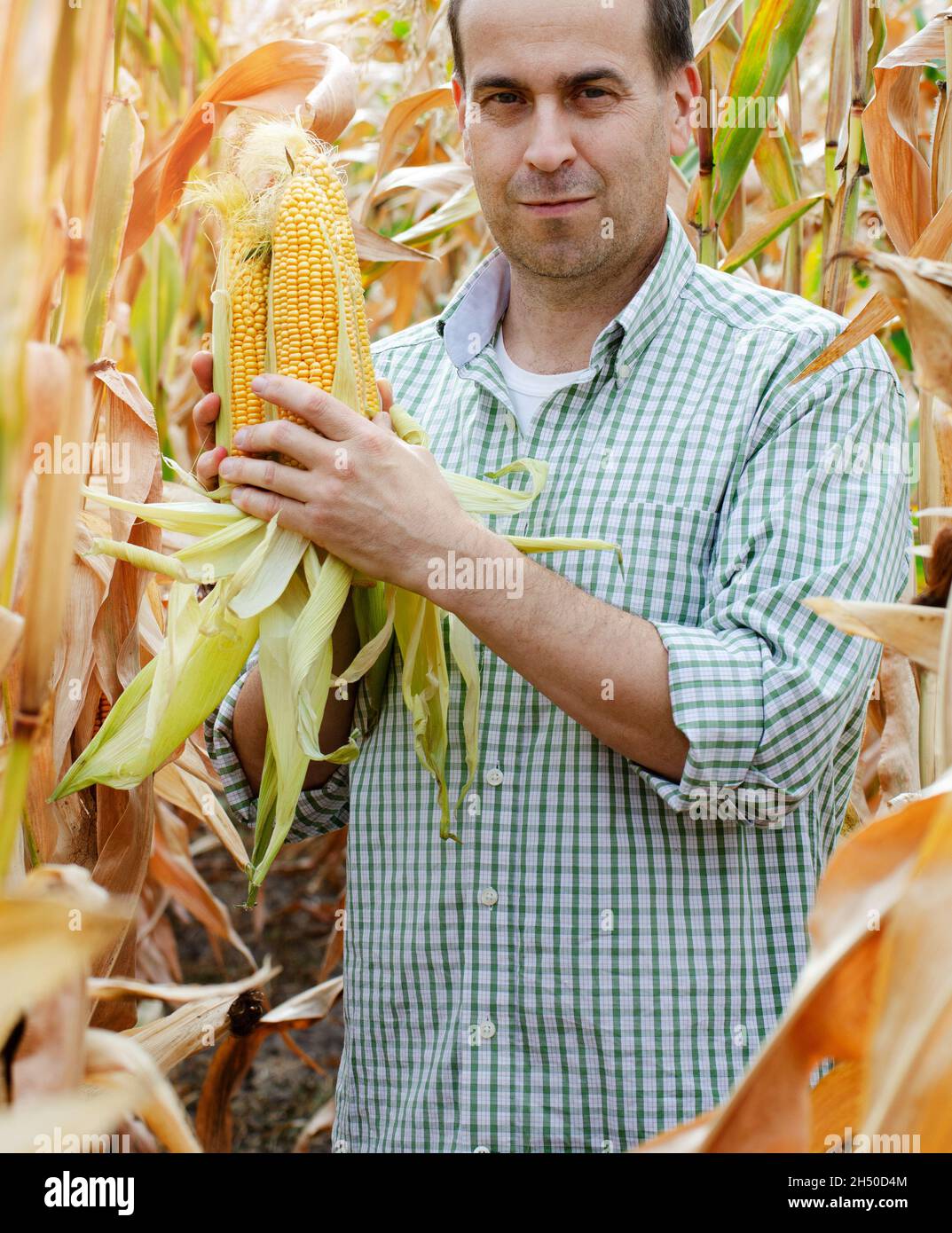 Middle aged caucasian farm worker holds corn cobs in his hands Stock ...