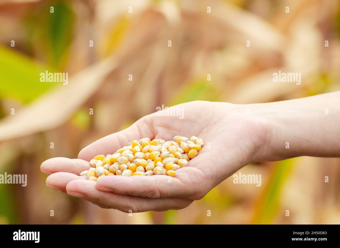 Handful of corn kernels in farmer hands on field background evening ...