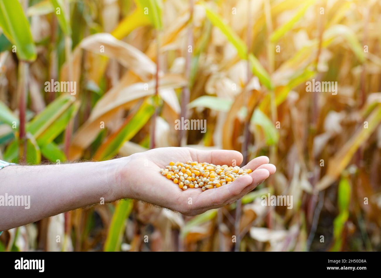 Handful of corn kernels in farmer hands on field background evening ...