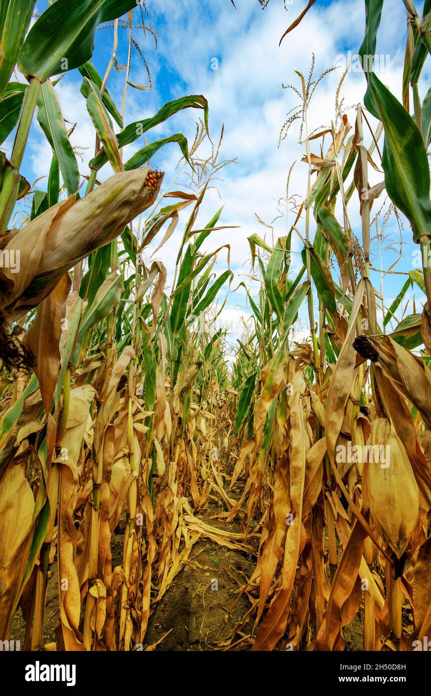 Maize corn field summer time under daylight closeup view at dry stalks ...